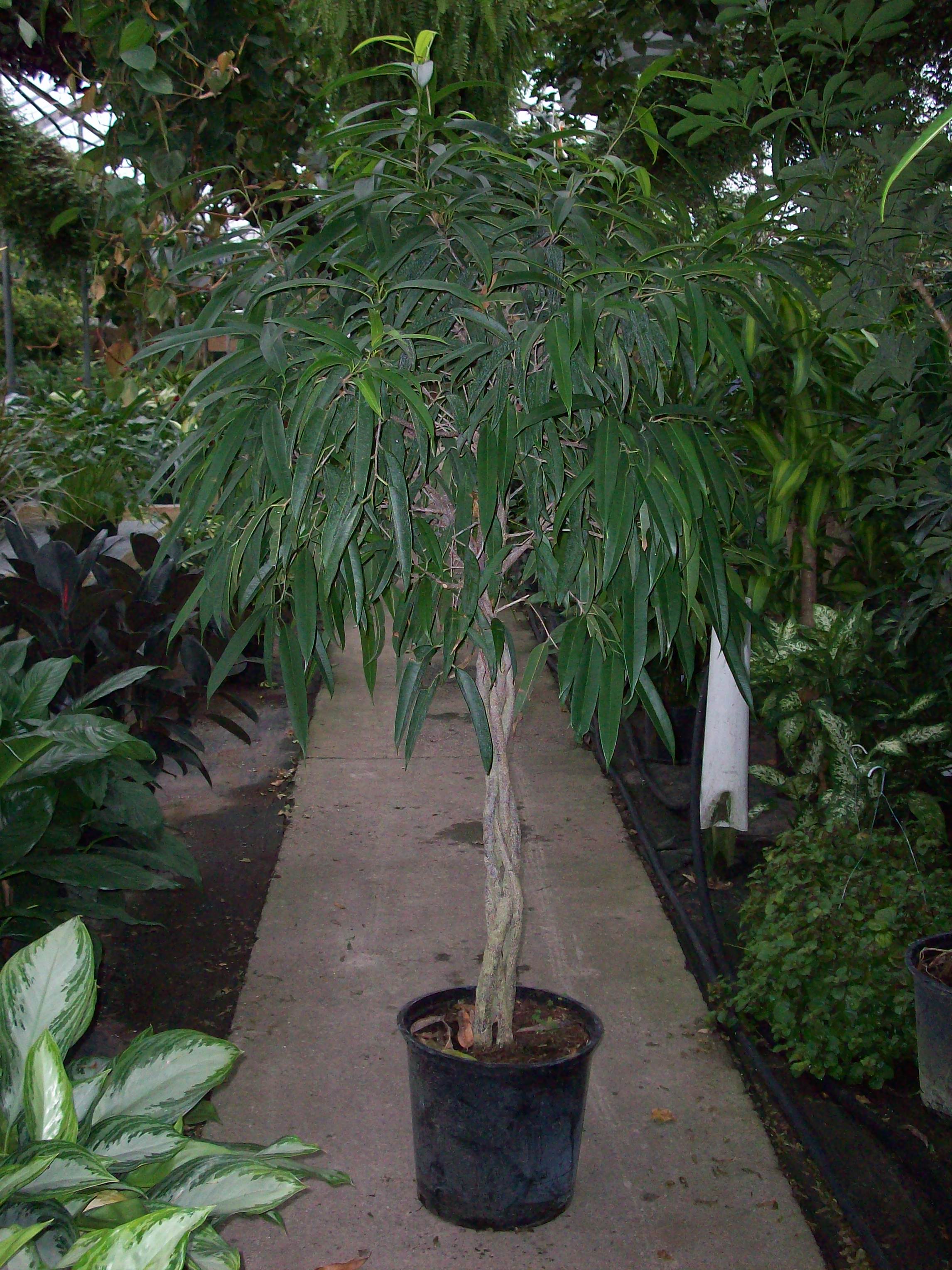 Mother Nature's Helper Medium Light Plants Page